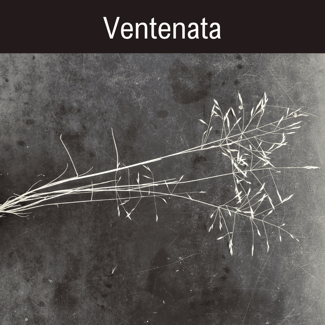 Ventenata - Alberta Invasive Species Council