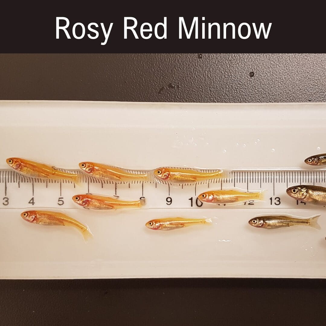 Rosy Red Minnow - Alberta Invasive Species Council